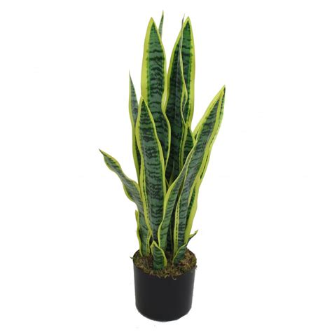 شجرة صبار جلد النمر