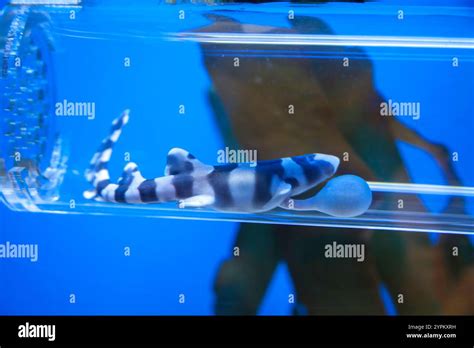 The Bamboo Shark Chiloscyllium Punctatum Is Also Called The Brown