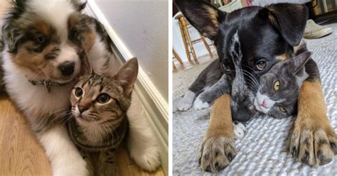 Cute Cats And Their Doggo Bffs 17 Pics Of Adorable Animal Fwend Pairs