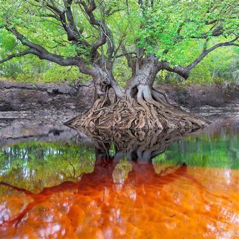 10 Trees That Grow In Water Rhythm Of The Home