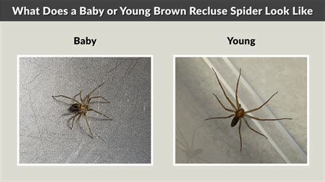 What Does A Brown Recluse Spider Look Like