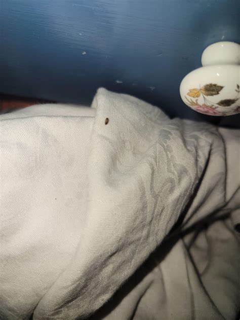 Found This Bug In My Dresser Drawer Is It Anything To Worry About R
