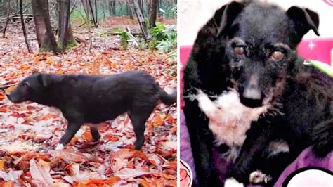 Hittades I Skogen Efter Sex år Så överlevde Lilla Rose Hund Extra