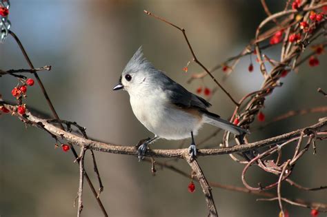 Titmouse Bird Hd Wallpaper