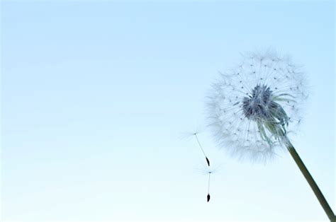 Blowball Dan Dua Biji Mengambang Foto Stok Unduh Gambar Sekarang