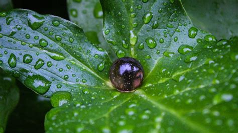 Leaf Waterdrops Free Photo On Pixabay Pixabay