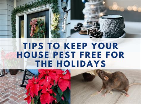 Pest Control Tips To Keep Your House Pest Free For The Holidays Alpha