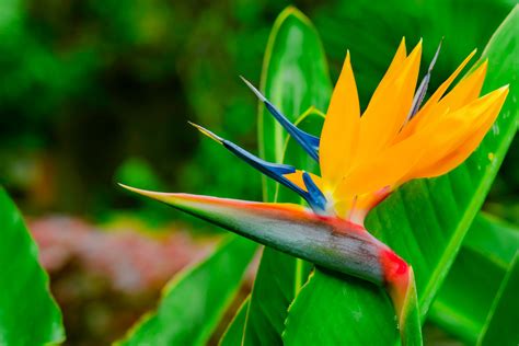 7 plantas con flores que debes tener en tu jardín para alimentar a los