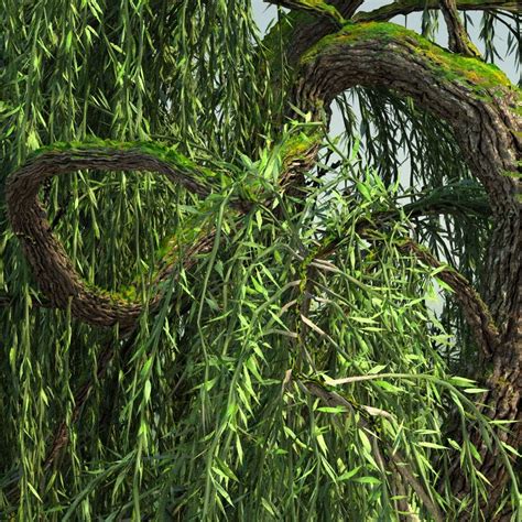 Weeping Willow Tree 01 3d模型 19 Unknown Max Obj Free3d