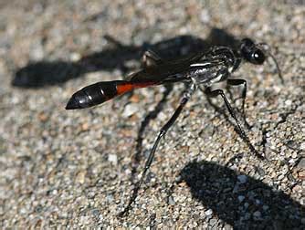 Ammophila Thread Waisted Wasp Pictures And Information