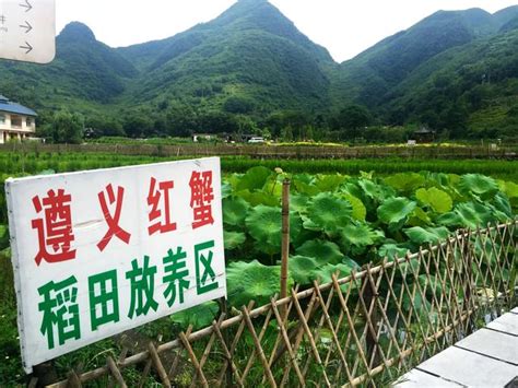 遵義播州區鄉間｜堰塘、水稻、綠水、青山，一個記得住鄉愁的地方 每日頭條