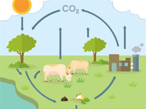 Ciclo Do Carbono Bia Carneiro Quizur