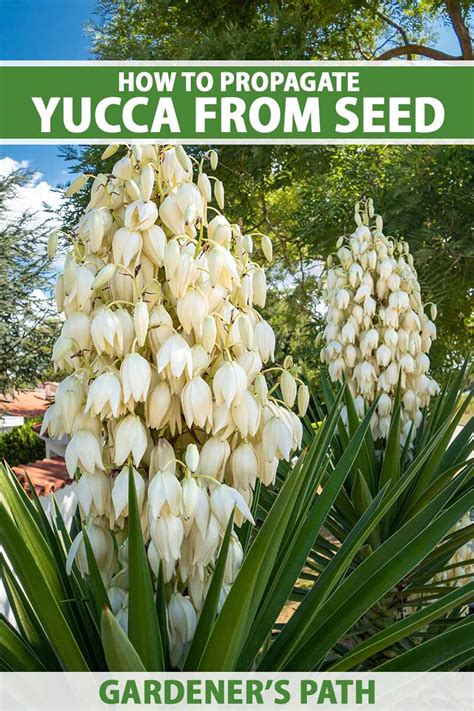 How To Propagate Yucca Plants From Seed Gardeners Path