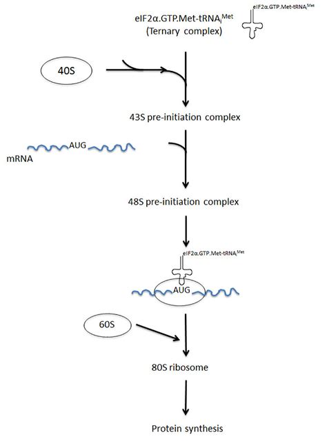 Analysis Of Translation Initiation During Stress Conditions By Polysome