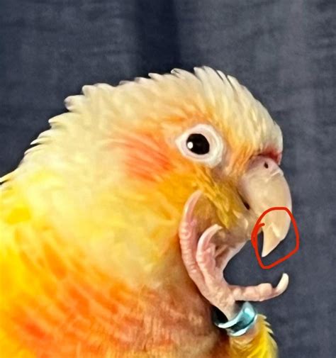 Why Does Her Beak Look Like This Is It Normal If Yes Why Rconures