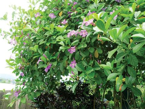 Glow Vine Will Transform Your Garden Into Purple New Straits Times