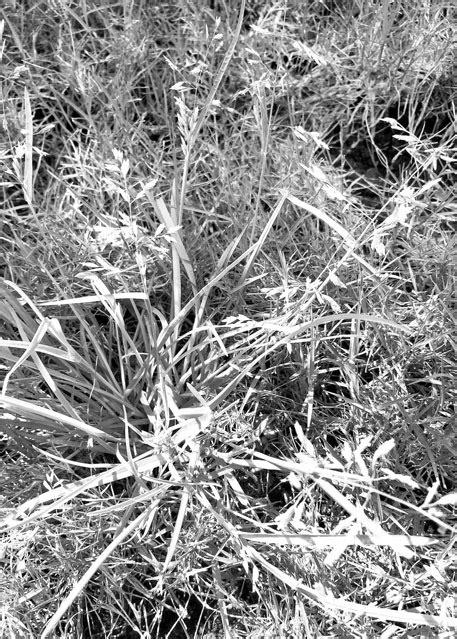 Rescue Grass Offers Obvious Seed Heads For Identification Fort Stockton Pioneer