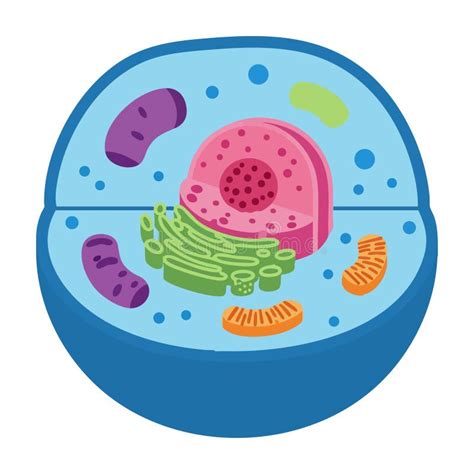 Cytoplasm Clipart