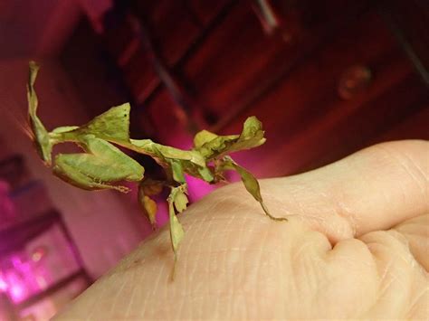 Phyllocrania Paradoxa Olympus Digital Camera Flickr