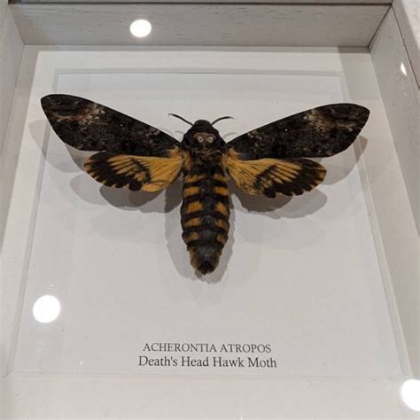 Female Sabertooth Longhorn Beetle In Box Frame Macrodontia Cervicornis