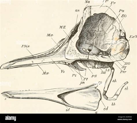 Foramen Lacerum And Carotid Canal