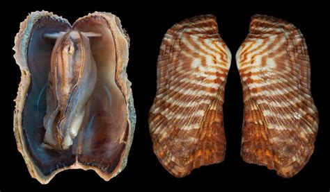 Bivalve Arca Zebra Turkey Wing Arc Clam Shell 20 Inch By 30 Inch