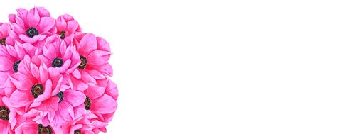 녹색 잎이 있는 손으로 그린 수채화 분홍색 말미잘 꽃 배너 흰색 배경에 격리 스크랩북 엽서 배너 Lable 0명에 대한 스톡 벡터 아트 및 기타 이미지 Istock