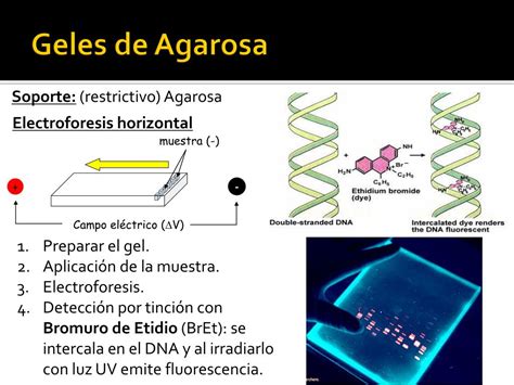 Ppt Electroforesis Powerpoint Presentation Free Download Id3909224