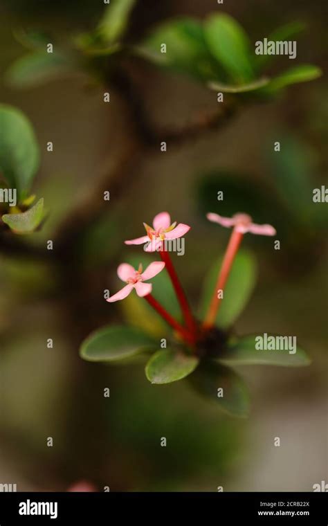Beautiful Pink Flowers Clicked In Macro With Blur Green Background