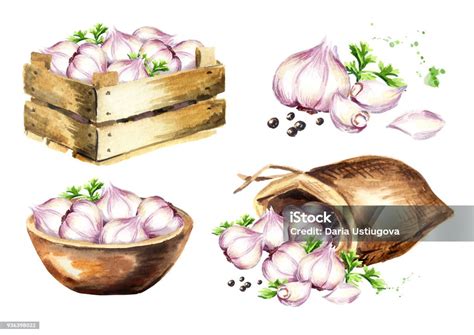 마늘을 설정합니다 흰색 배경에 고립 수채화 손으로 그린 그림 건강관리와 의술에 대한 스톡 벡터 아트 및 기타 이미지 건강