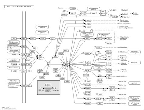 Kegg Pathway Pi3k Akt Signaling Pathway Reference Pathway