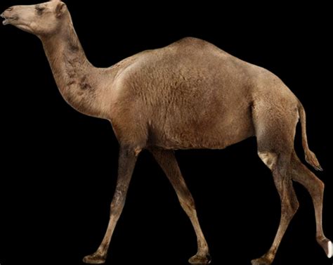 Camelops Paleo Media Wiki Fandom