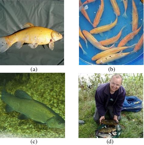 figure 1 from multi path convolutional neural networks for complex