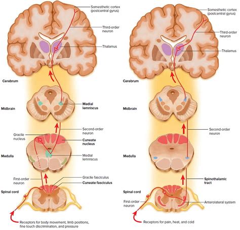 Spinal Cord Anatomy Parts And Spinal Cord Functions
