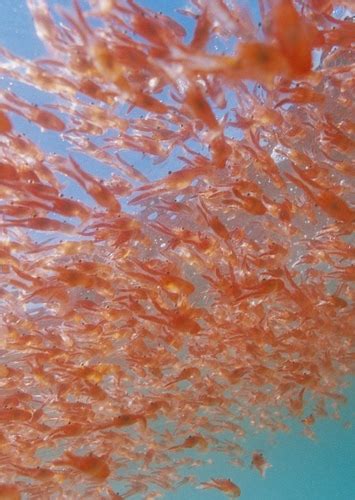 Krill Swimming Away Fan Casting For Finding Nemo 2023 Mycast Fan Casting Your Favorite Stories