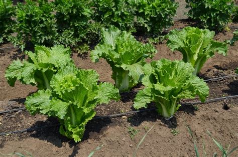 Fahamu Kuhusu Kabeji Za Kichina Chainizi Mkulima Mbunifu