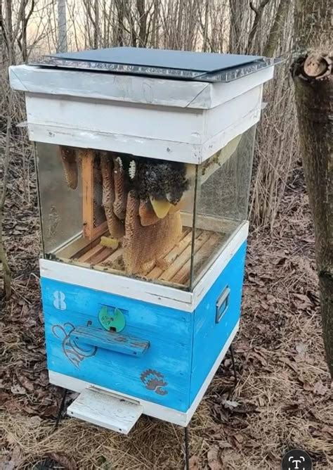 Different Types Of Bee Hives A Comprehensive Guide