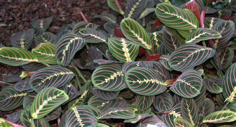 Maranta Planter Et Cultiver PagesJaunes