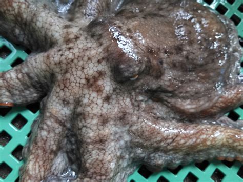 中サイズで1kg（1杯）旨いマダコ タコ 真蛸 宮城県産 活〆発送です。まだこ たこ タコ刺し身 刺身 タコ焼きにも タコ焼き タコから揚げ