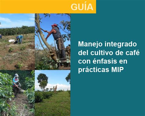 Manejo integrado del cultivo de café con énfasis en prácticas MIP