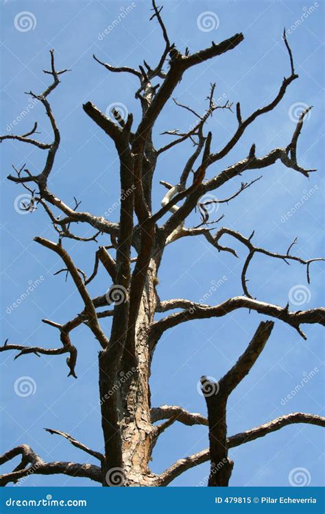 Tree Skeleton Stock Image Image Of Vertical Profile Impressive 479815