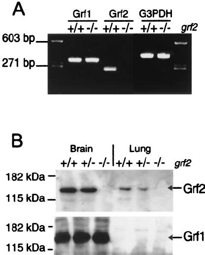 grf2 expression in brain and lung of wild type heterozy gous and ko