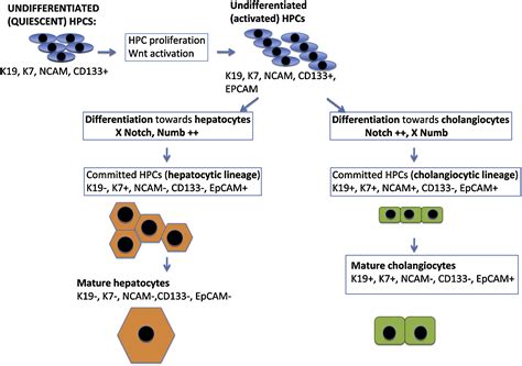 Hepatic Progenitor Cells An Update Clinics In Liver Disease