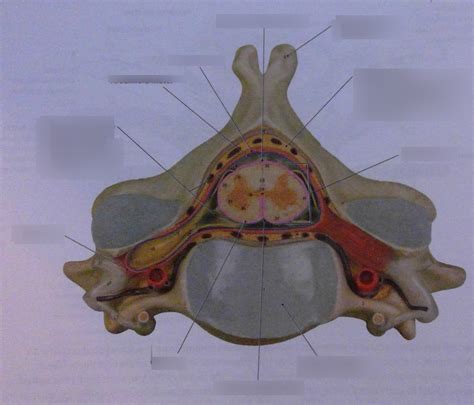 Lab 21 12 The Structure Of The Spinal Cord Vertebrae Cross Section View