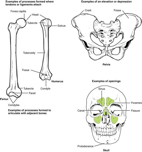Anatomy Bone Markings StatPearls NCBI Bookshelf
