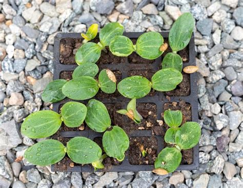 Premium Photo Bottle Gourd Seed Germinate In A Seedling Tray