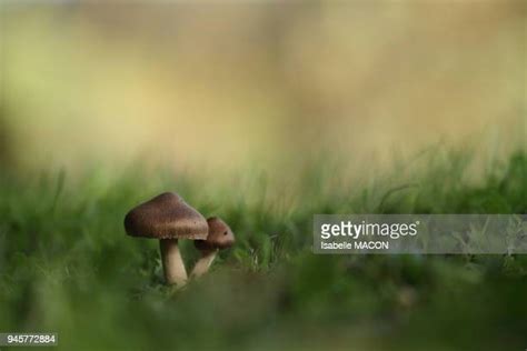 Champignon Mushroom Photos And Premium High Res Pictures Getty Images