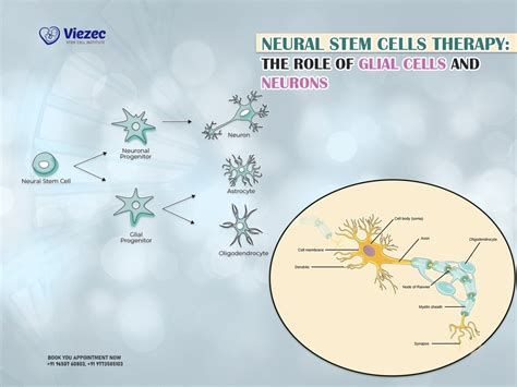Neural Stem Cells Therapy The Role Of Glial Cells And Neurons