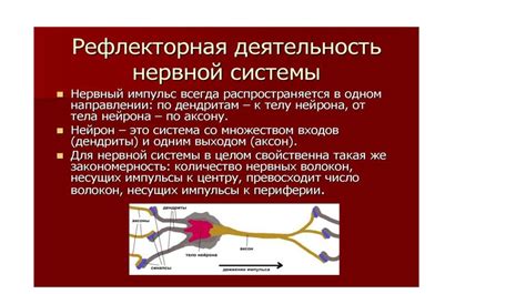 Торможение в ЦНС Нервные центры Физиология спинного мозга