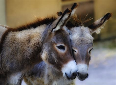 フリー画像 動物写真 哺乳類 ロバ 恋人 カップル フリー素材 画像素材なら無料フリー写真素材のフリーフォト